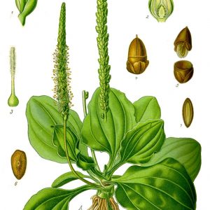 Tanchagem (Planta)