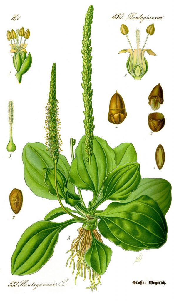 Tanchagem (Planta)